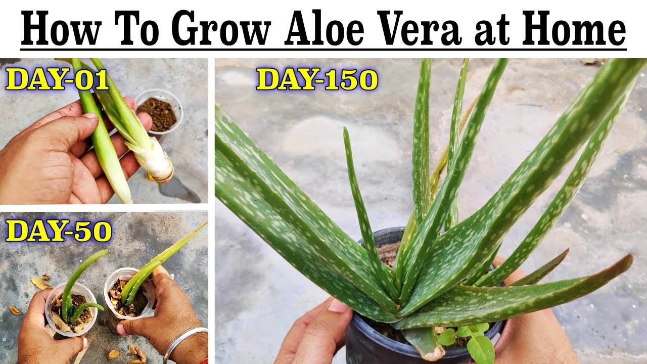 How to grow aloe vera at home || How to plant aloe vera without roots ...