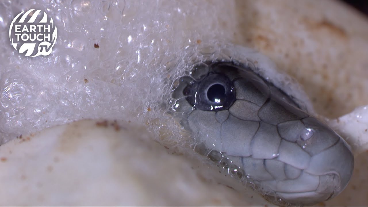 Baby black mambas take their first breaths - YouTube