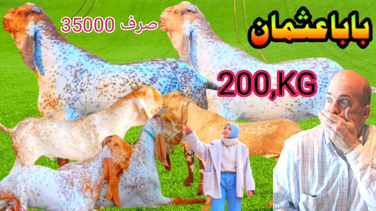 makhi cheeni full havey bakry Qurbani 2025 at umar goat farm goat ...