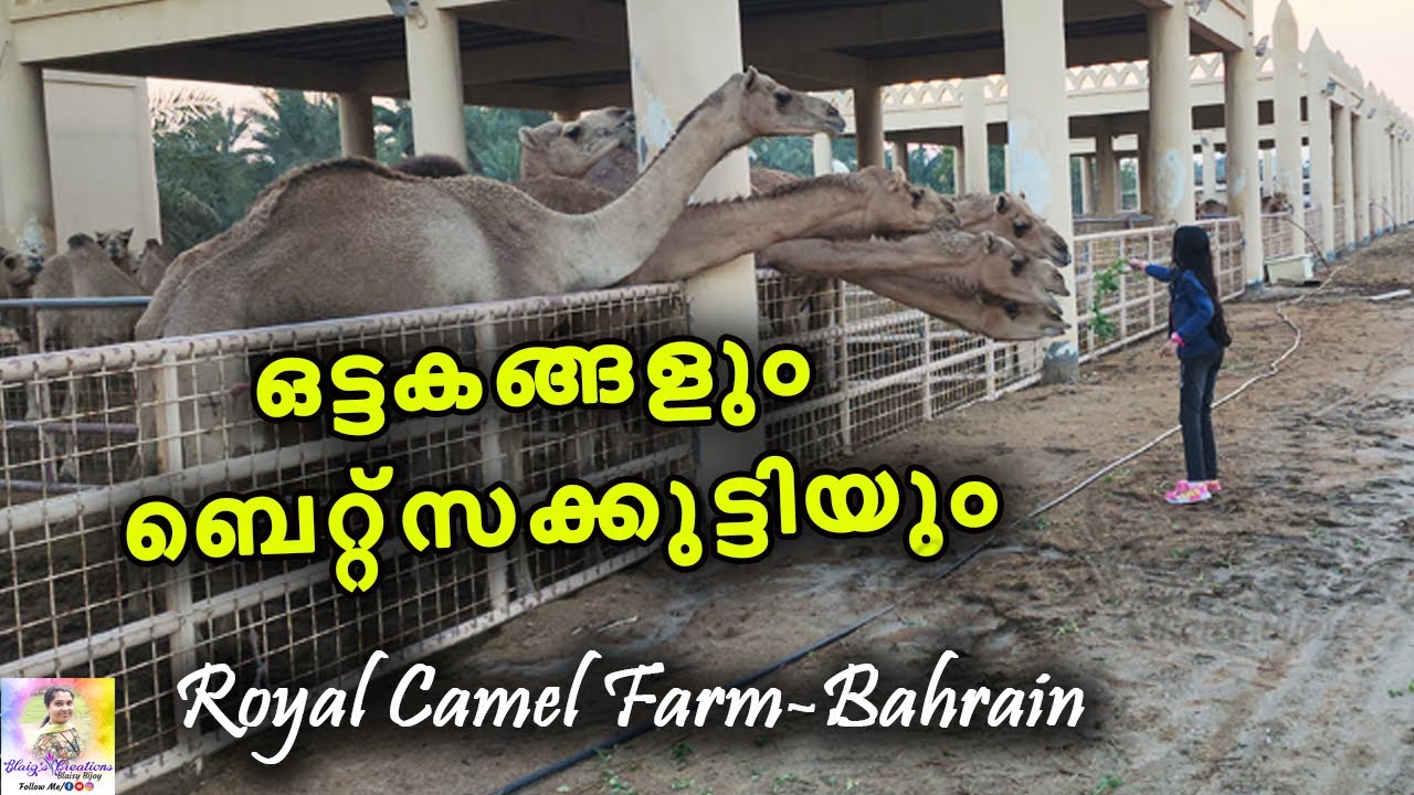 Royal Camel Farm -Bahrain| Amazing Camel Farm| #bahrain #vlog - YouTube