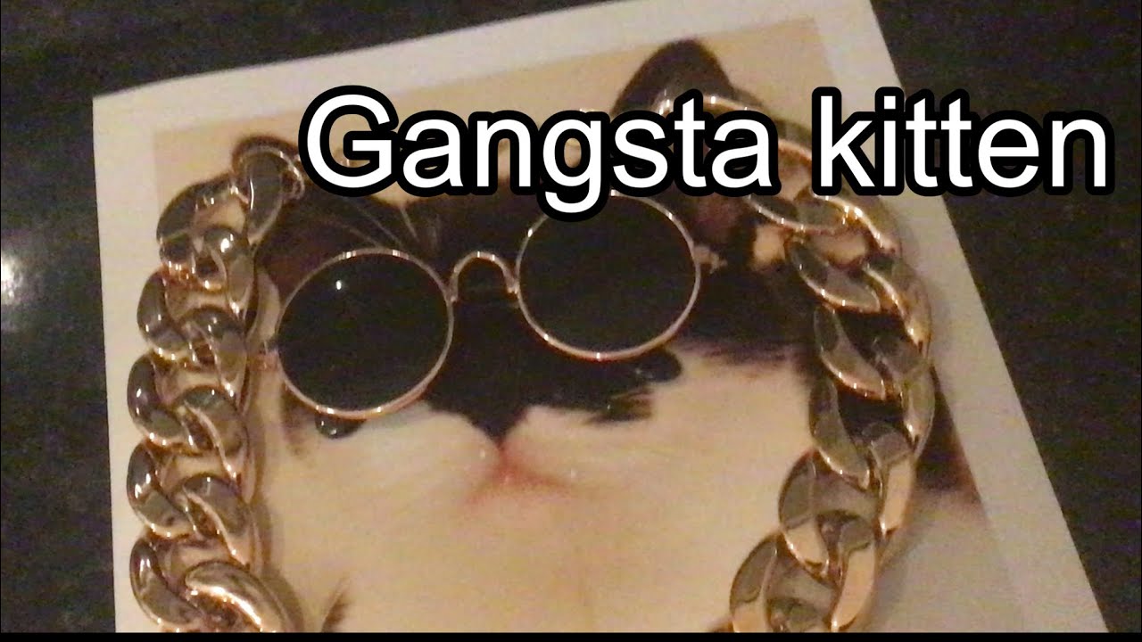 Gangsta kitten - YouTube