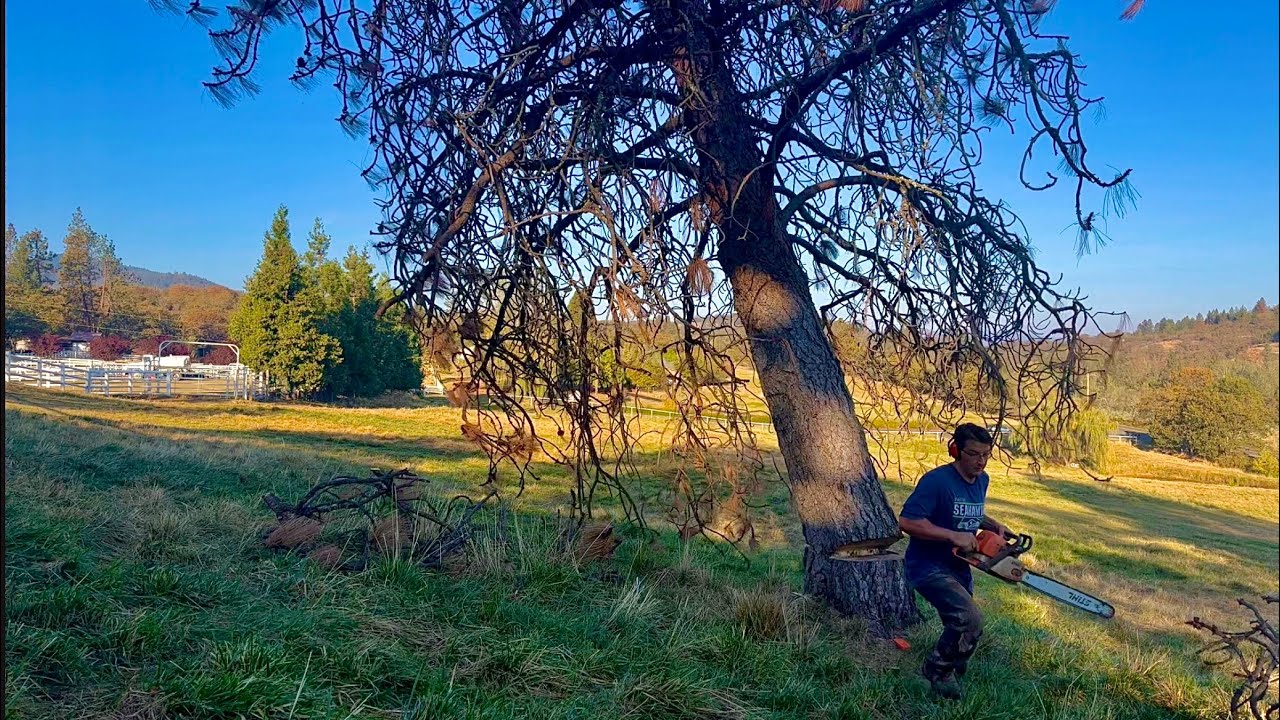 Dangerous pine tree felling. Made a bench - YouTube