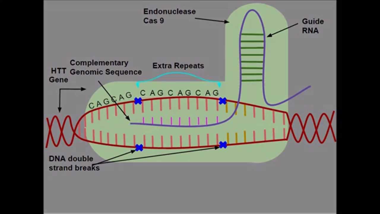 Curing Huntington's Disease Using New Vectors and CRISPR/Cas9 - YouTube