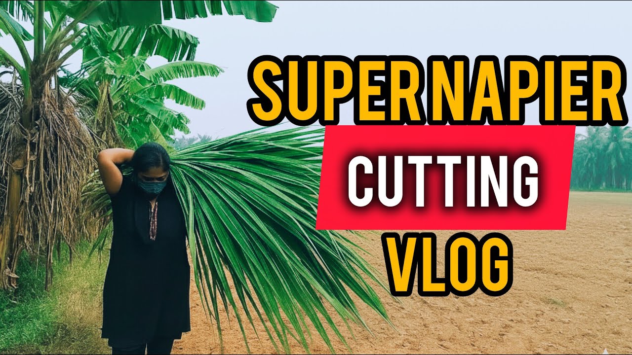 “Super Napier Cutting – Full Process!” - YouTube
