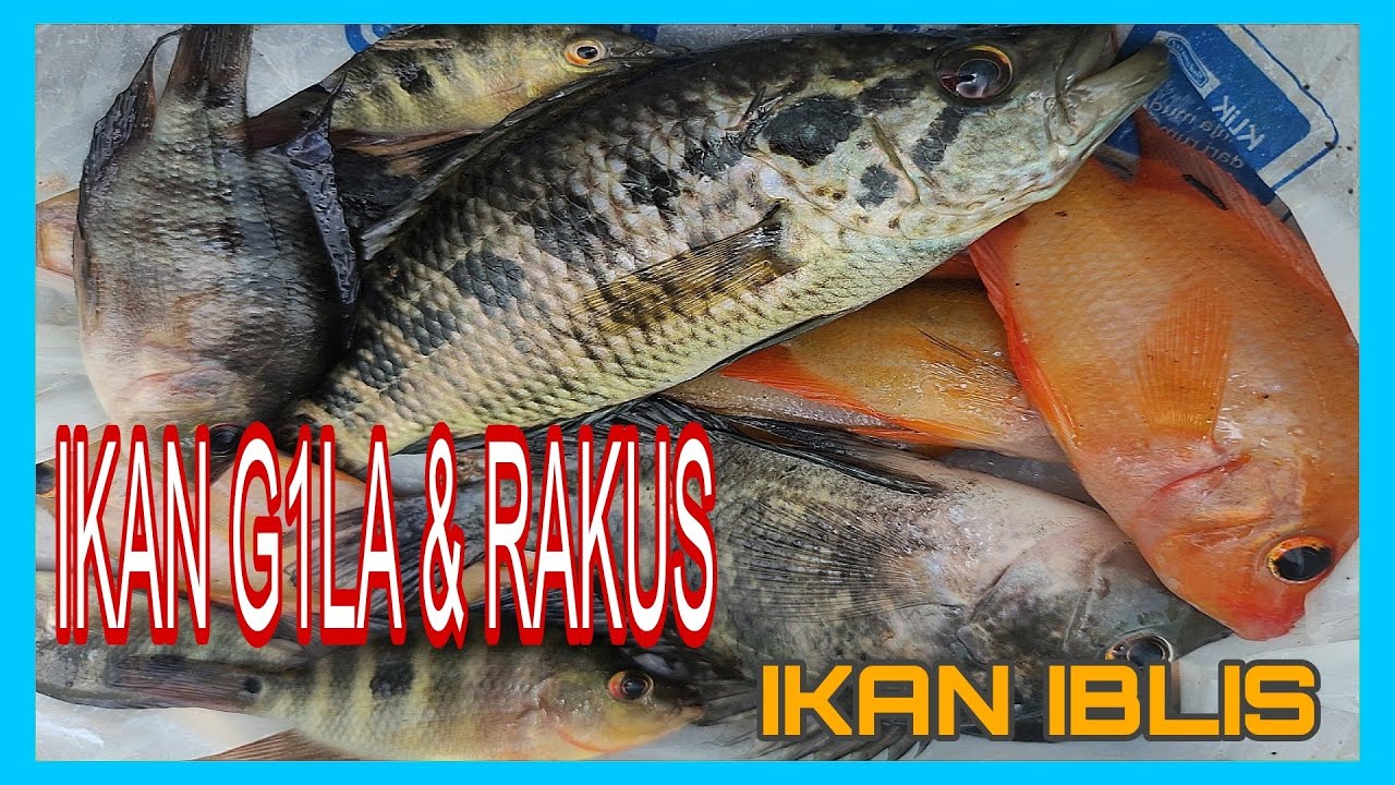 NAHOL INI HARUS DI HAB1SI ‼️| Mancing Ikan Hama Red Devil di Mojokerto ...
