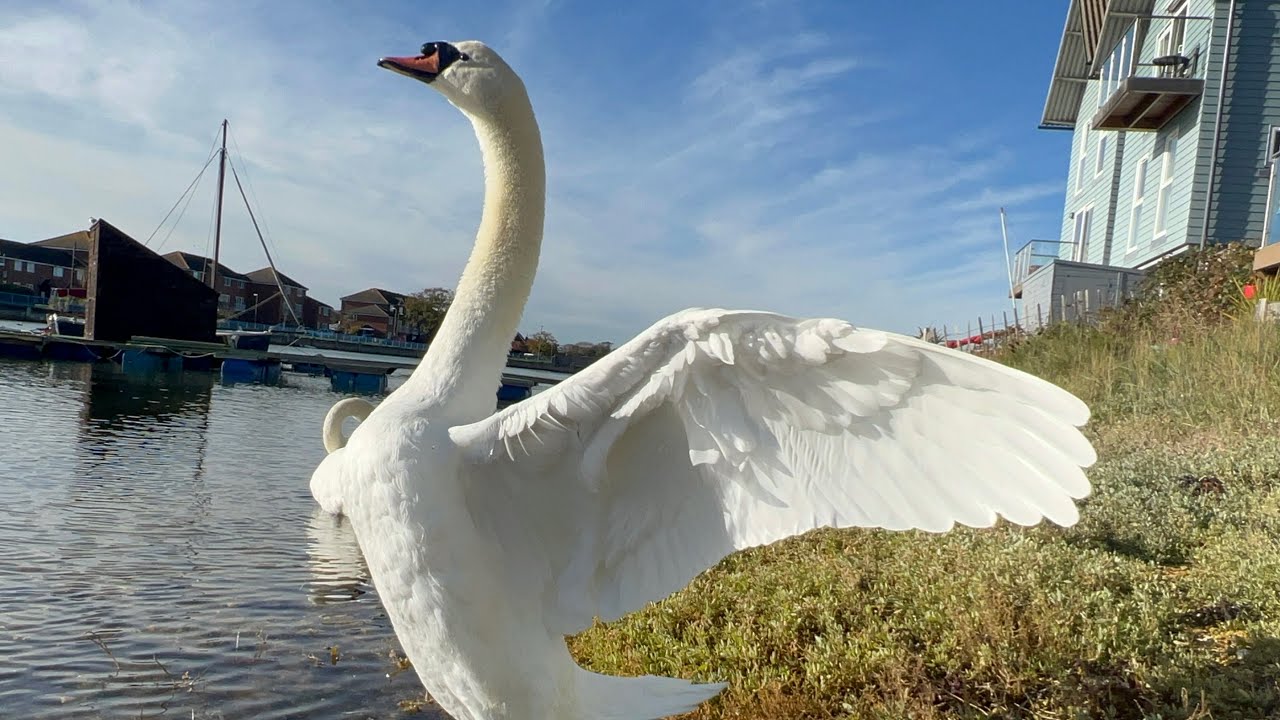 Swan Pair (Walpole) Doing There Wing Stretching! 11 November, 2023 ...