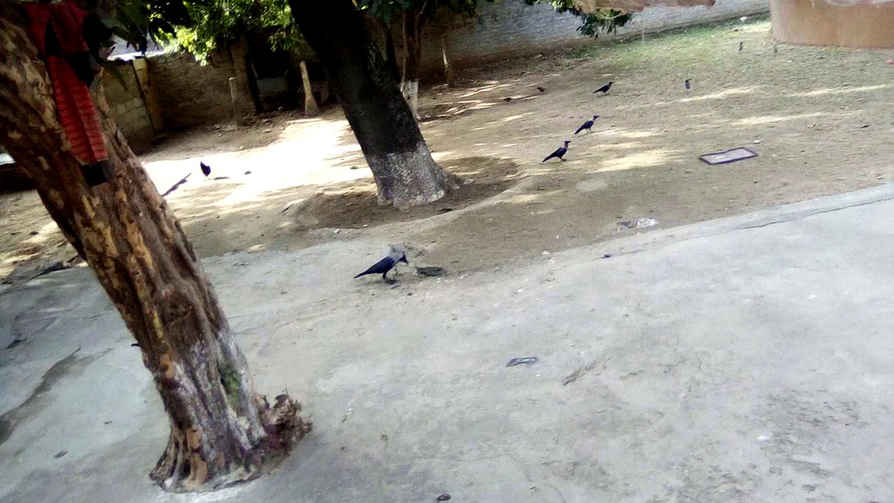 Deadly Asian Crows - YouTube