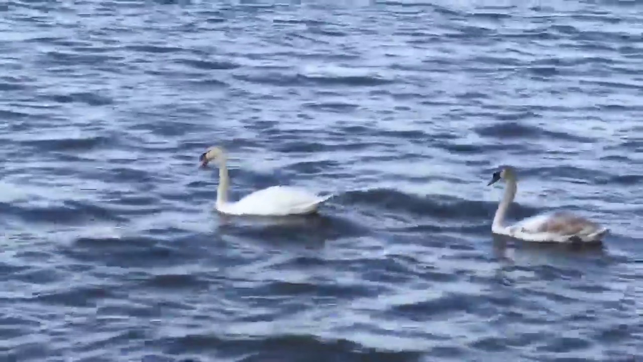 Swans in unity together forever - YouTube