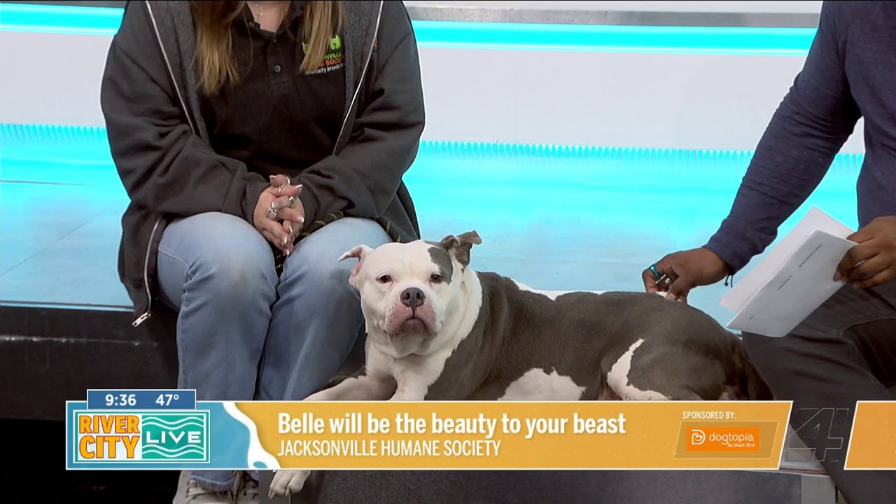 The Beautiful Belle needs a furever Home - YouTube