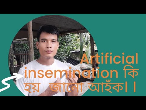 what is artificial insemination(A.I)??how to use artificial ...