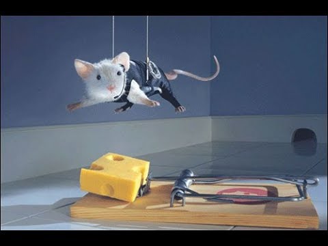 Top 5 Most Cunning Animals - YouTube