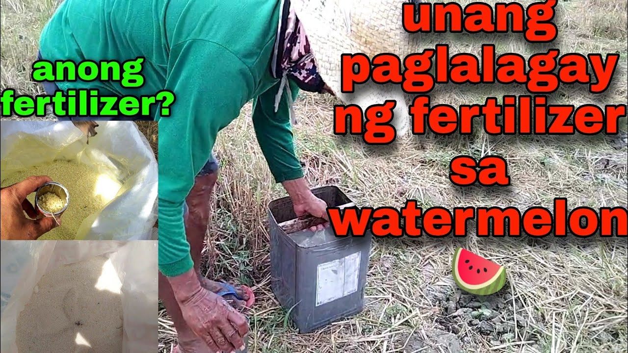 watermelon farm day 8+ paano magpataba sa pakwan + pagtatanim ng pakwan ...