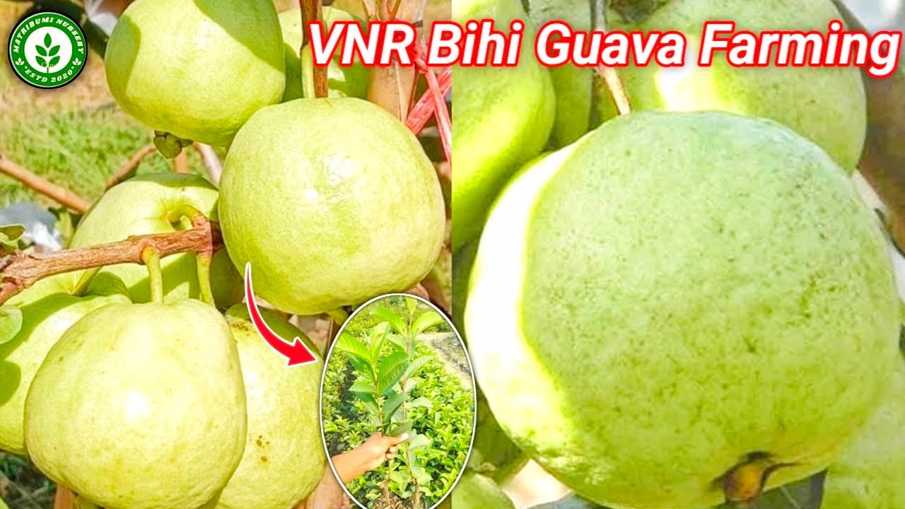 VNR Bihi Guava Farming // वीएनआर बिही अमरूद की खेती) Guava Plant |🌱🚉📲Ph ...