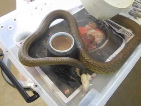 Inland Taipan feeding - YouTube
