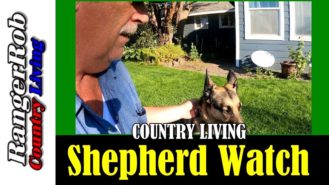 German Shepherd Watch On The Homestead - YouTube