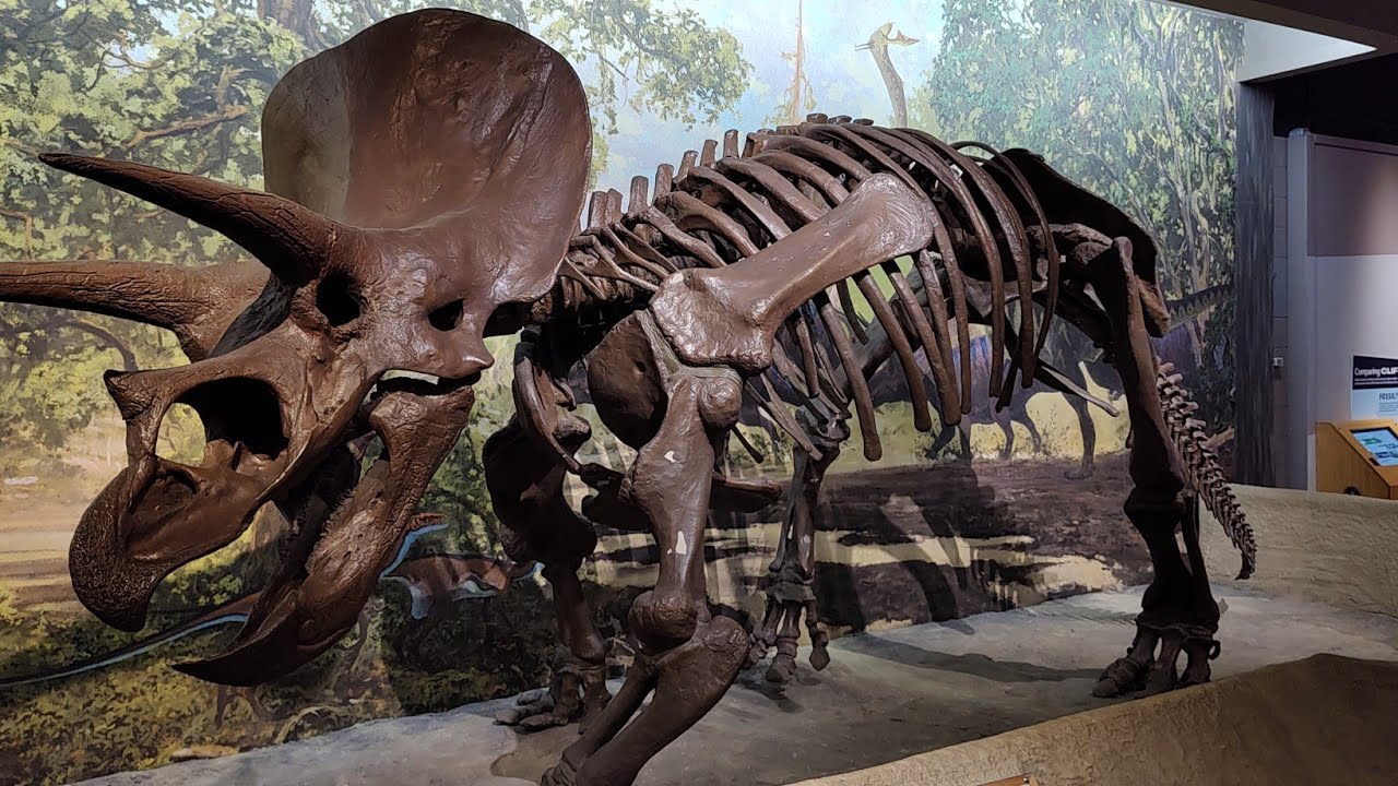 Dinosaur Gallery, Science Museum, Boston, Massachusetts USA - YouTube