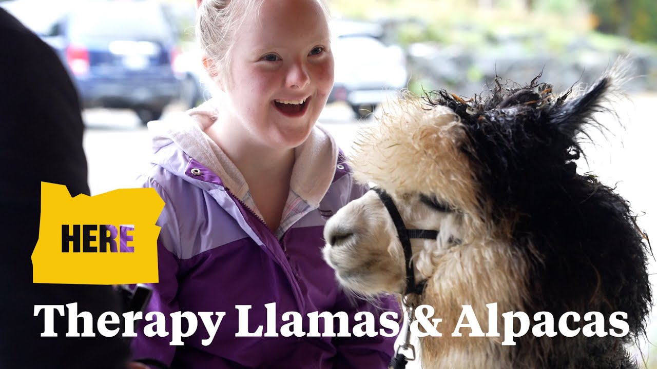 Llamas and alpacas bring laughter and love to Portland airport: See ...