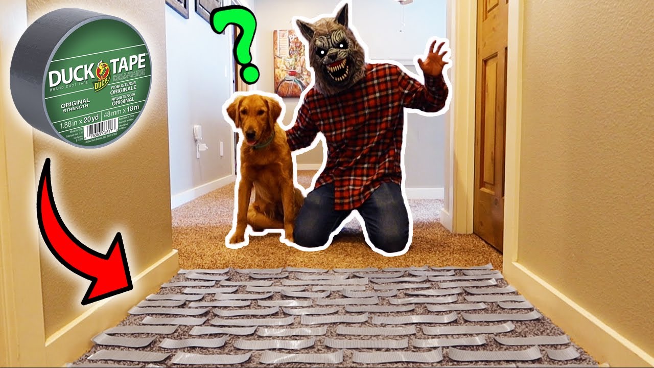 Hallway Duck Tape Prank On My Dogs! - YouTube