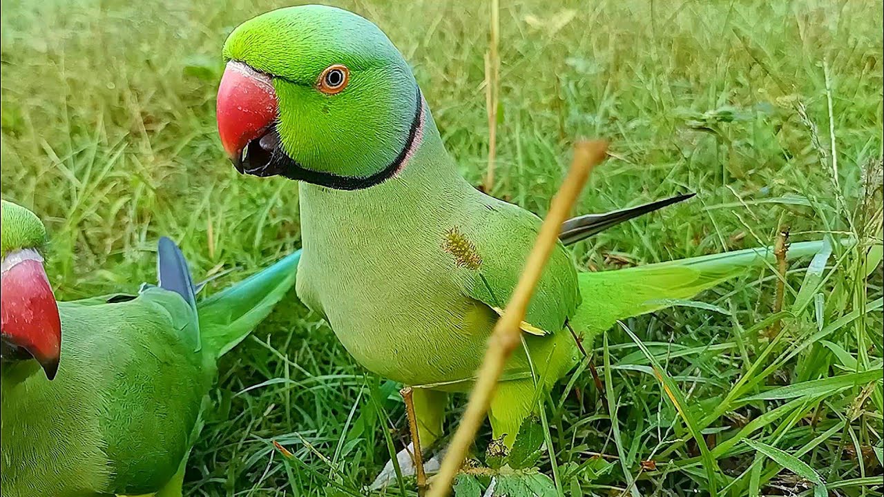 So Amazing Talking Parrot - YouTube