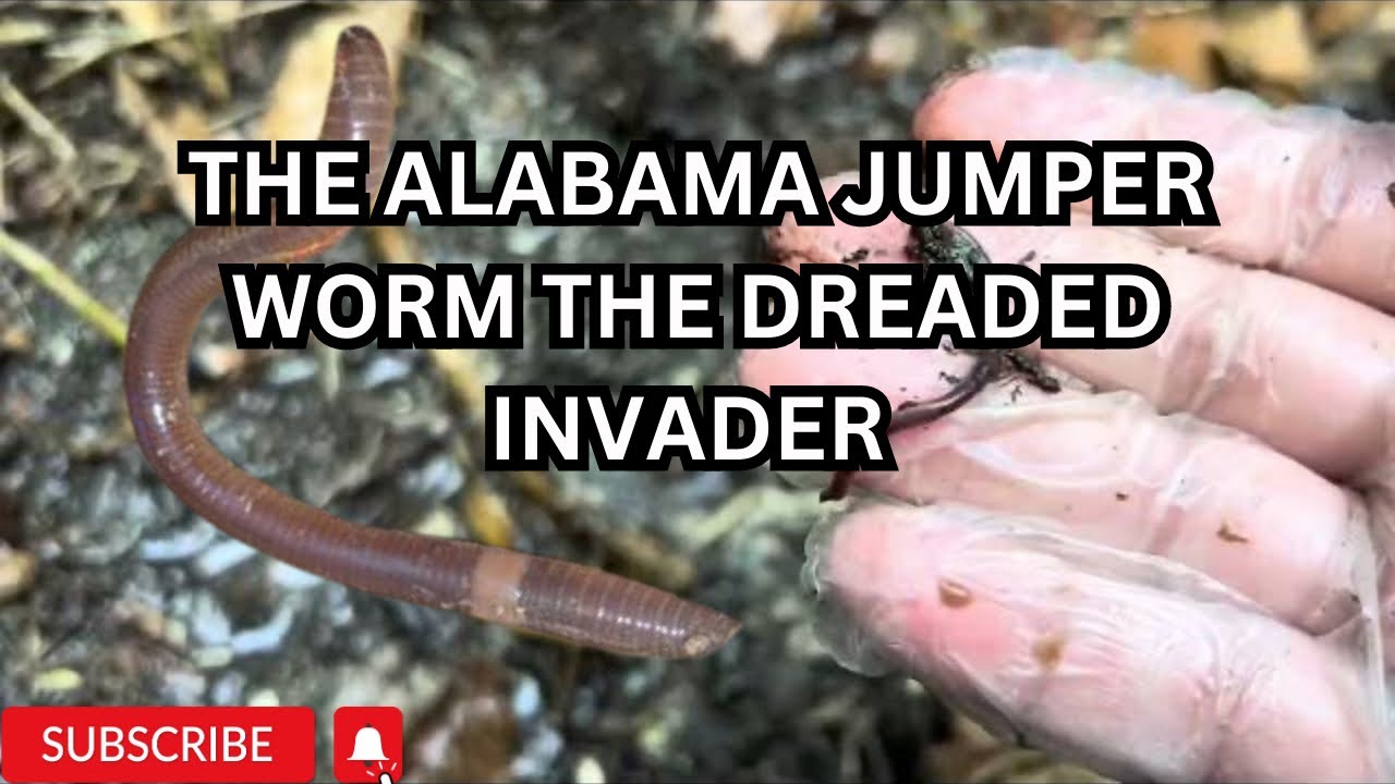 How Alabama jumping worms could destroy your garden #invasivespecies # ...