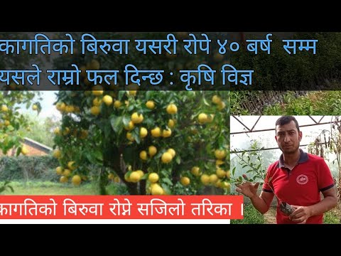Lemon farming## kagati kheti## कागती रोप्ने सजिलो तरिका - YouTube