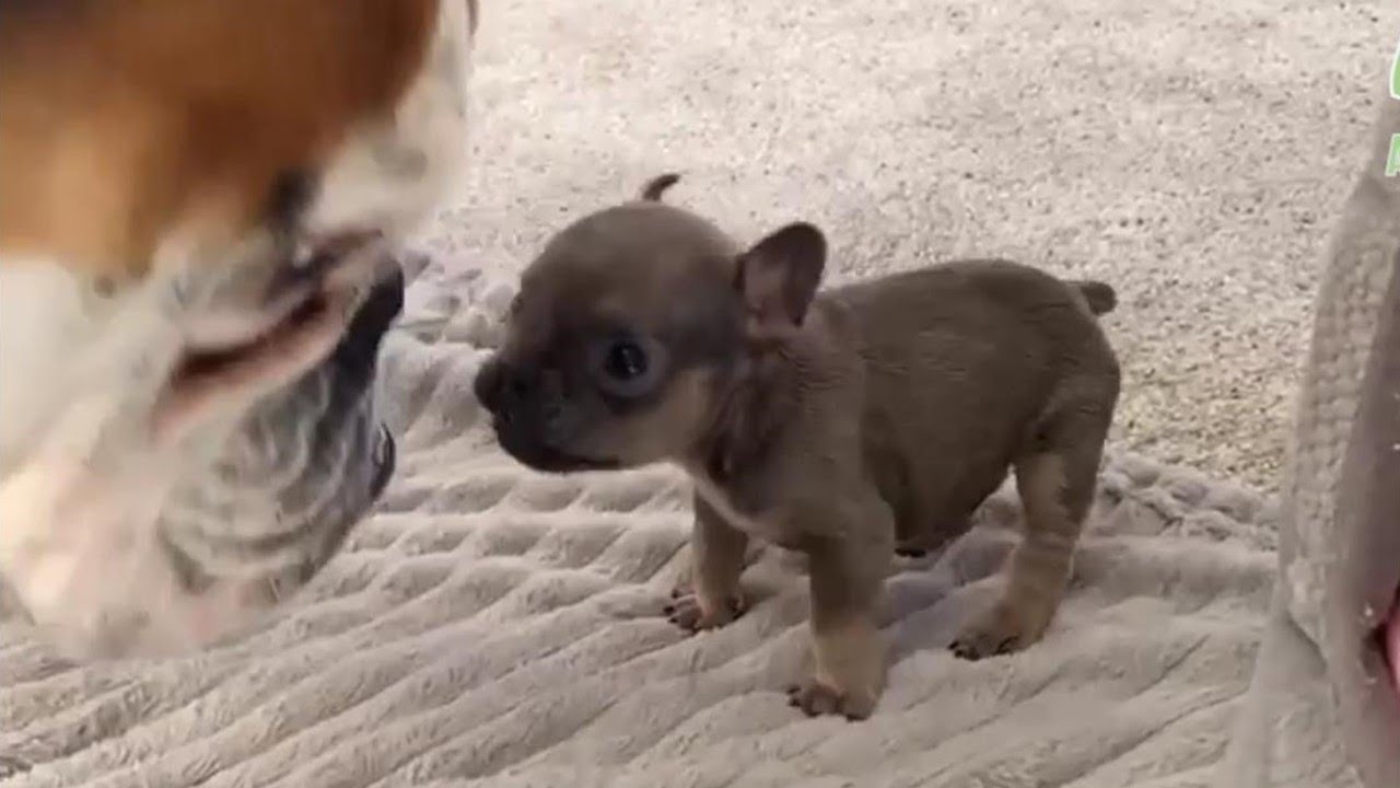 Tiny sassy Frenchie fight with big dog - YouTube