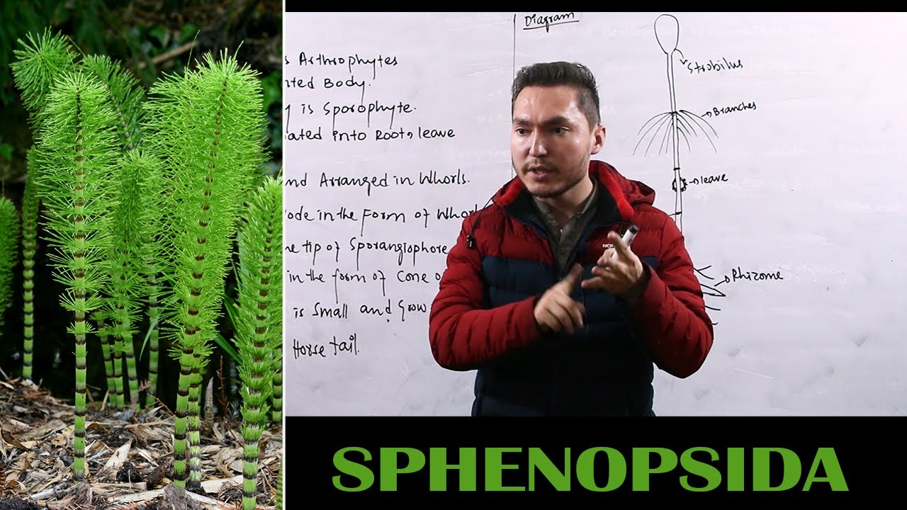 SUB DIVISION SPHENOPSIDA ( HORSE TAIL ) // BIO // 1ST YEAR - YouTube