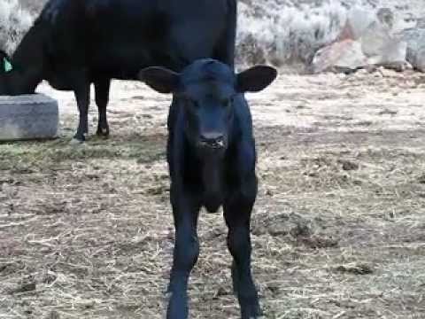 Spring Calves at Play - YouTube