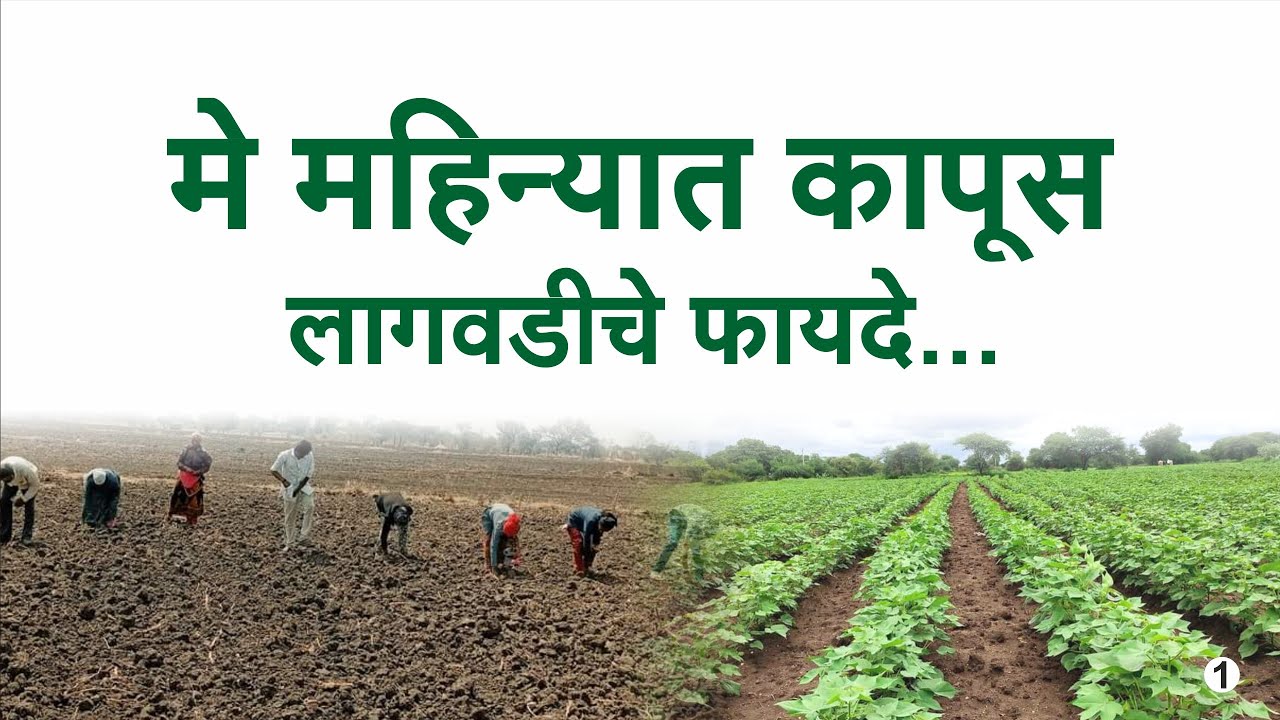मे महिन्यात कापुस लागवडीचे फायदे | kapus lagwad mahiti - YouTube