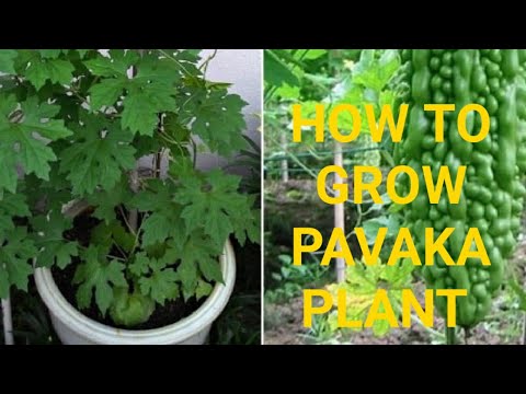How to grow pavaka plant in || tamil?? || - YouTube
