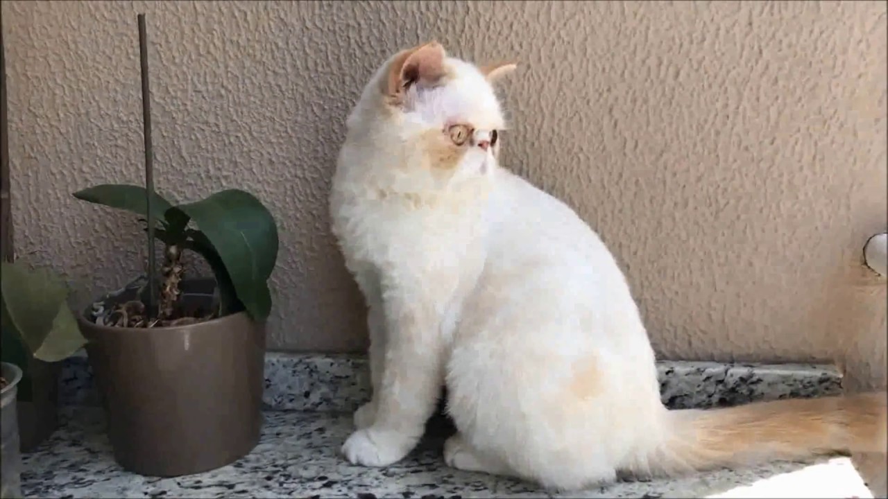 GATO PERSA EXÓTICO HIMALAIO - ONDE GOSTA DE FICAR - YouTube