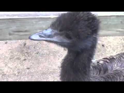feeding a baby emu - YouTube