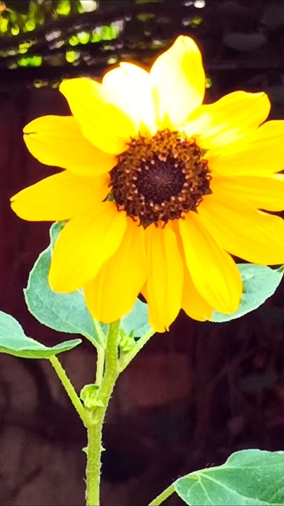 The Sunflowers Turn Their Face Toward The Sun #quoteoftheday #typ # ...