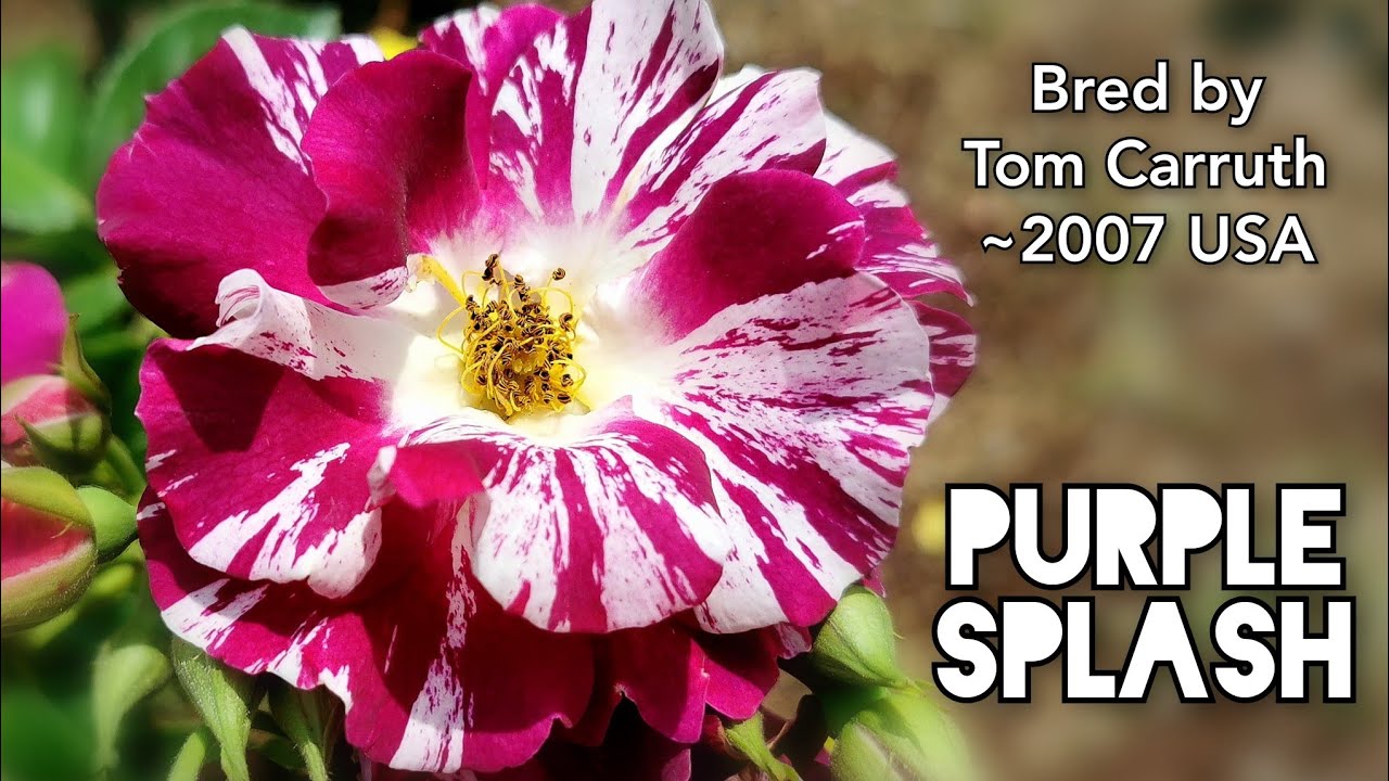 PURPLE SPLASH ROSE plant by Tom Carruth ~2007 USA Variegated Climber バラ ...