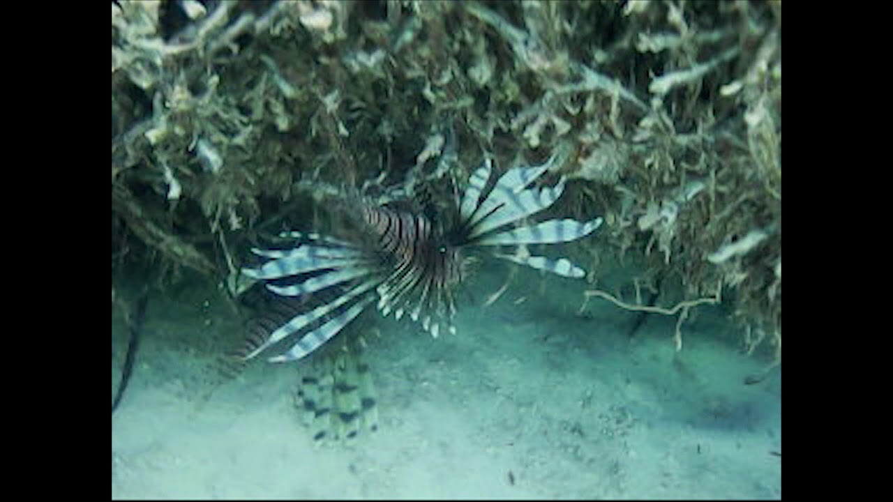 Ariel Anna goes Snorkeling in the ocean off the Melia Resort Beach in ...
