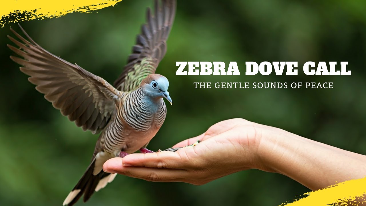 Zebra dove call: A calming ASMR experience | ZDOY002 - YouTube
