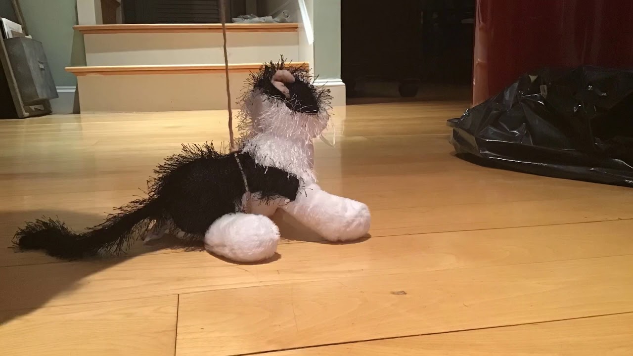 The kitty movie *part 1* - YouTube