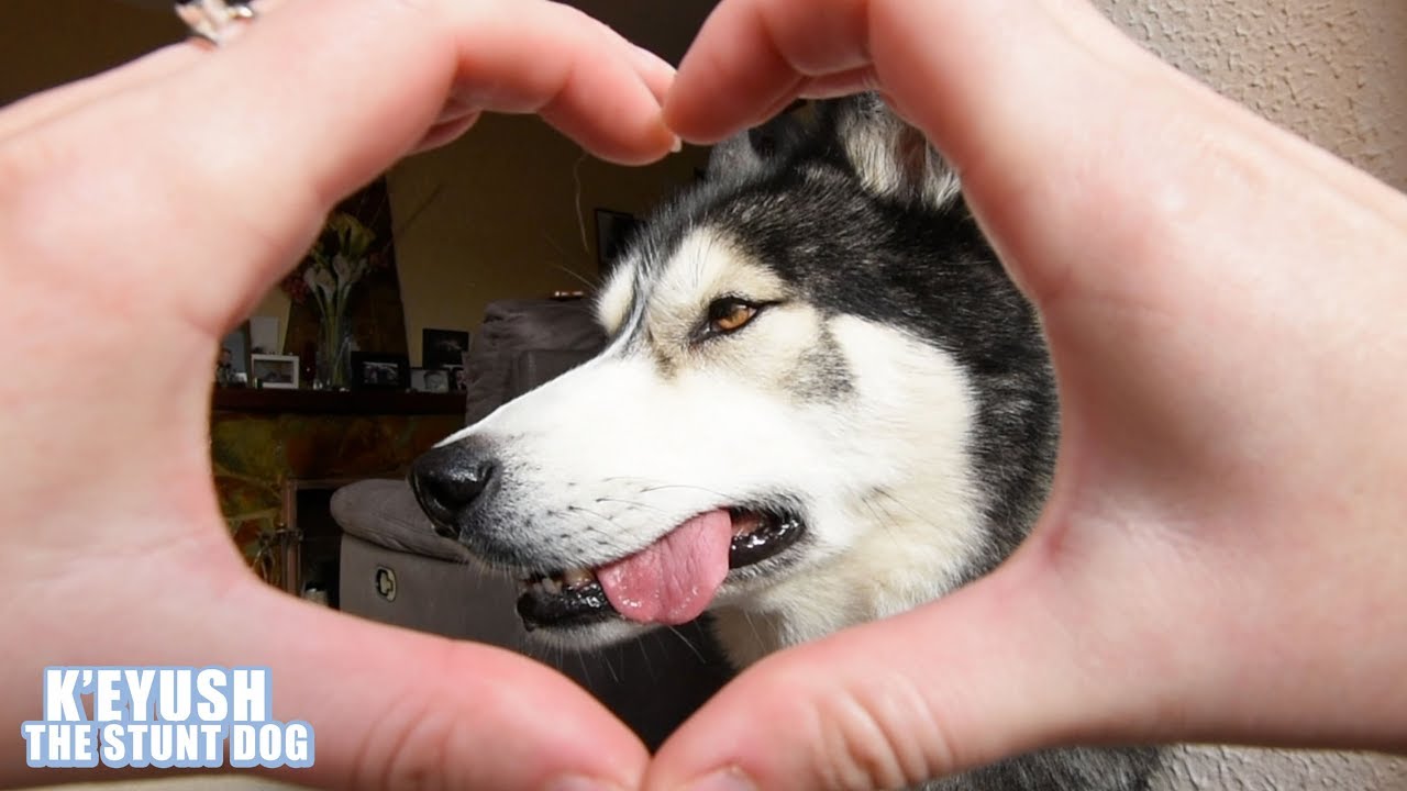 Stubborn Husky Does The Snoot Challenge? - YouTube