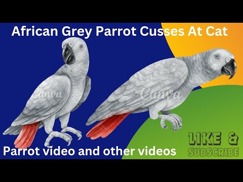 Gizmo and Bloob are already ||gray parrot says peek-a-boo||Talking ...