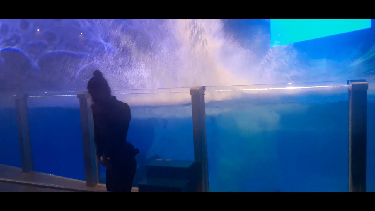 NIGHT OF RAIN! Orca Encounter SeaWorld 11 01 2020 - YouTube