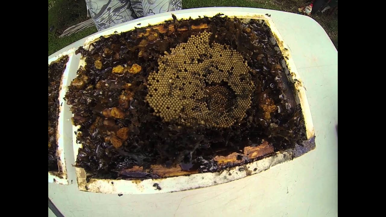 Splitting Native Australian Native Bee Hives 2014. 1-2 - YouTube