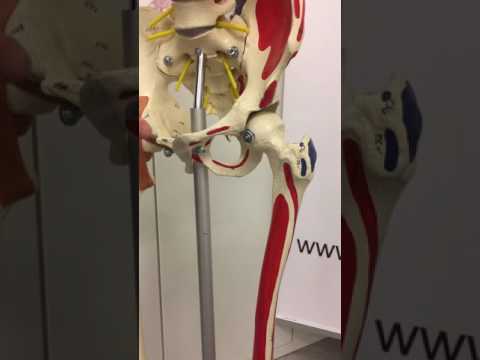 Origo en insertie adductoren - YouTube
