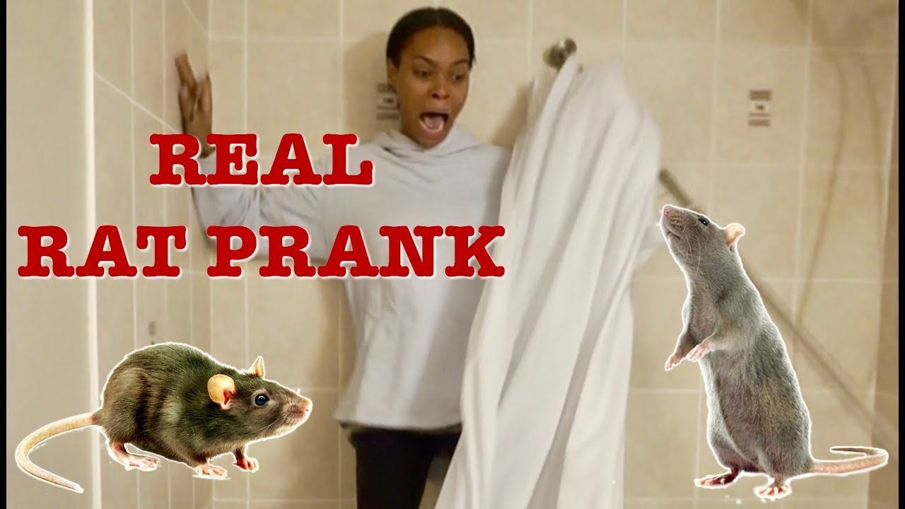BOYFRIEND SCARES GIRLFRIEND WITH A REAL RAT!! (PRANK) - YouTube