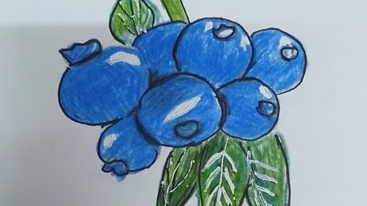 Blue berry drawing using by colour pencil ️#Ankita's art #Blue berry ...