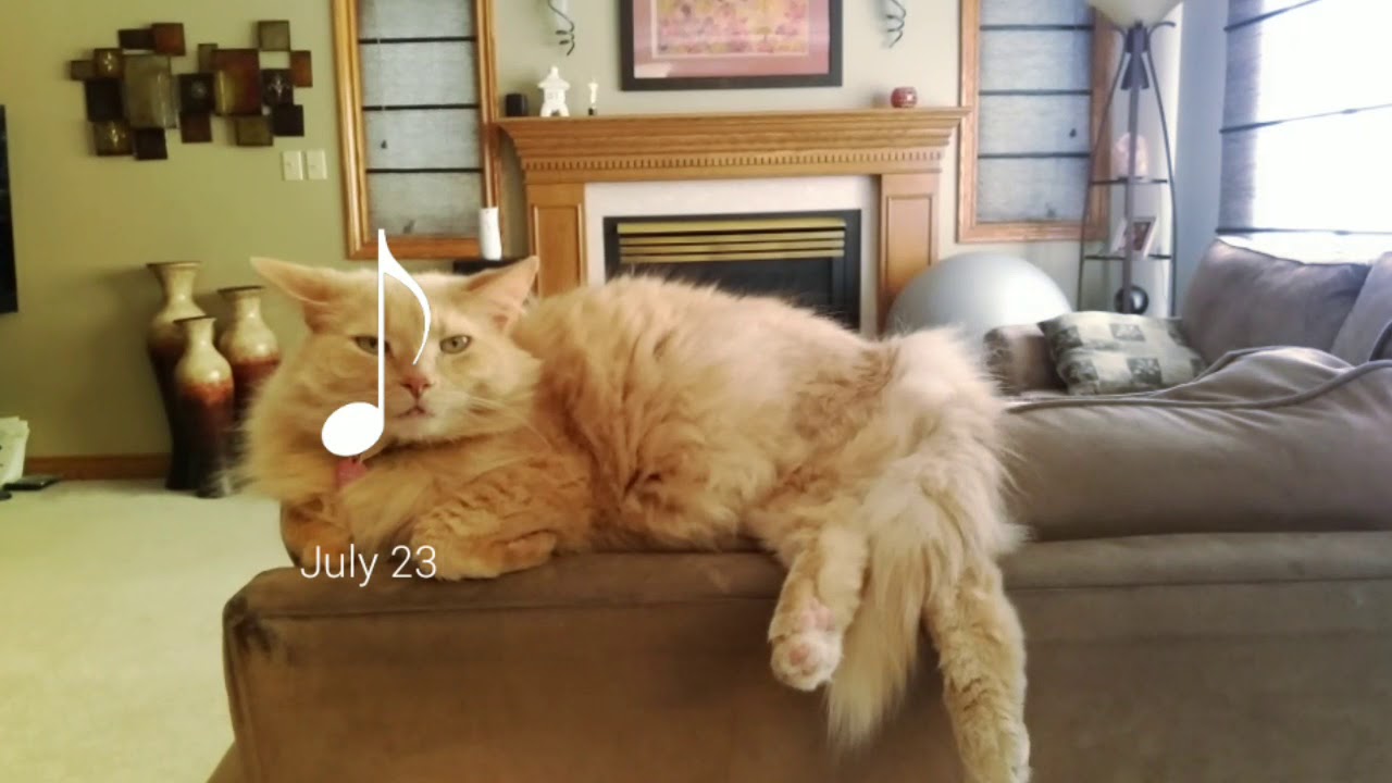 epic cat memories! (VERY COOL) - YouTube