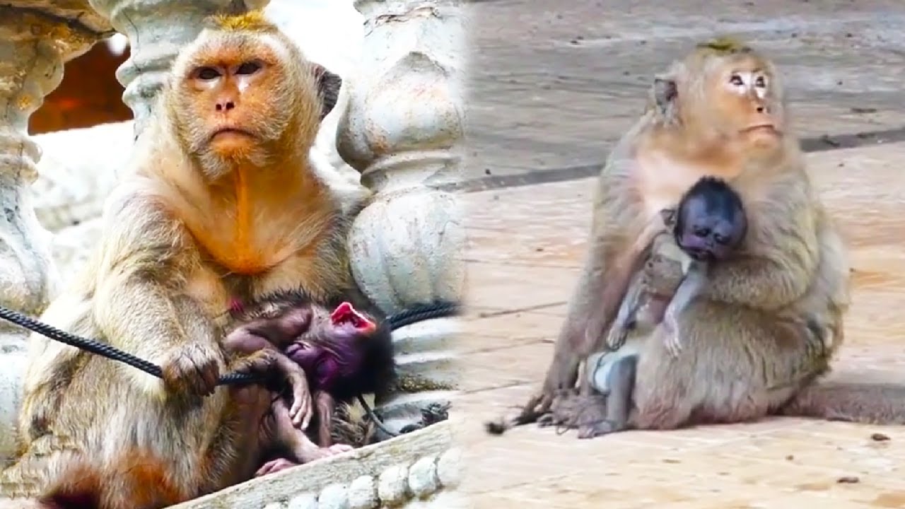 The baby monkey suddenly died but the mother still waited for it to ...