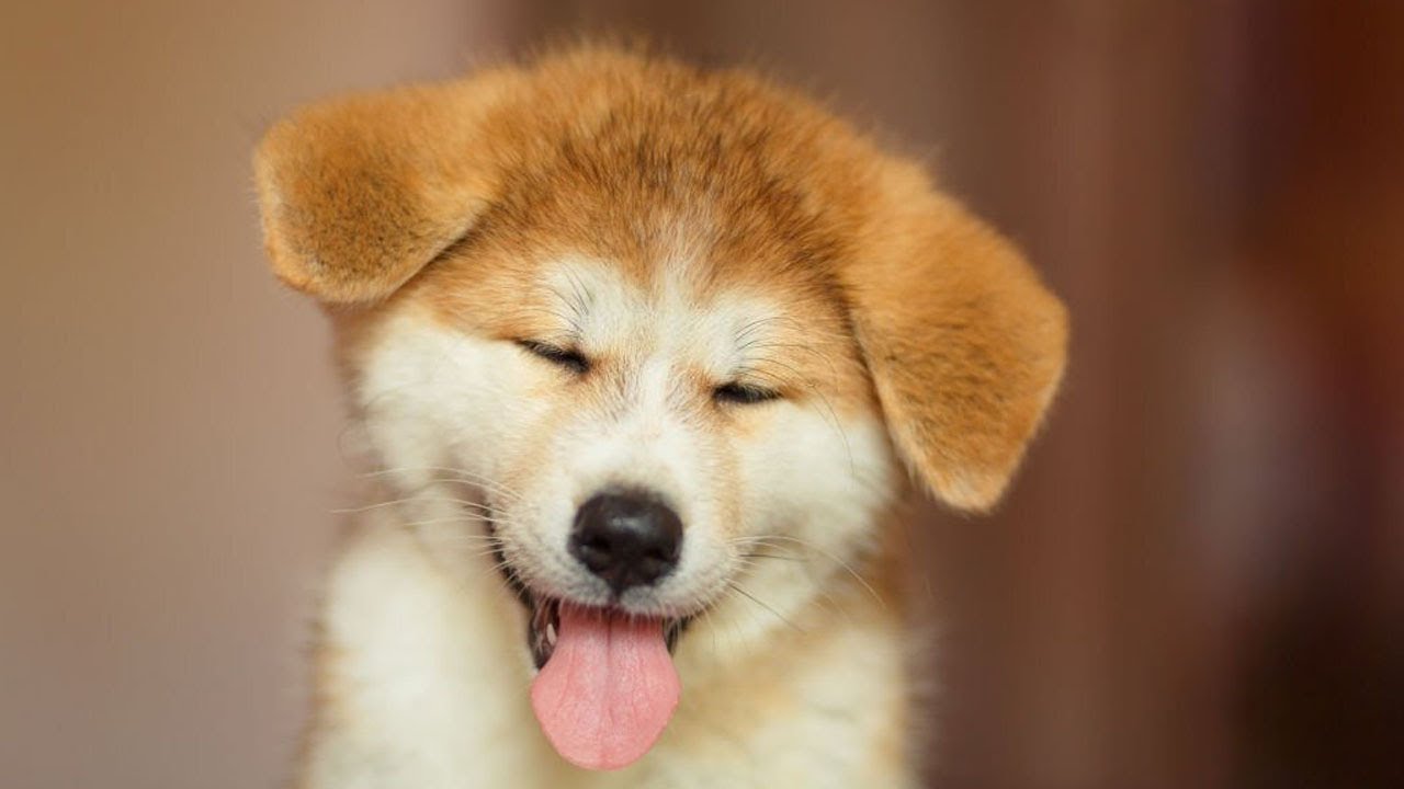 Top 11 Japanese Dog Breeds You Would Love To Have As Pets - YouTube