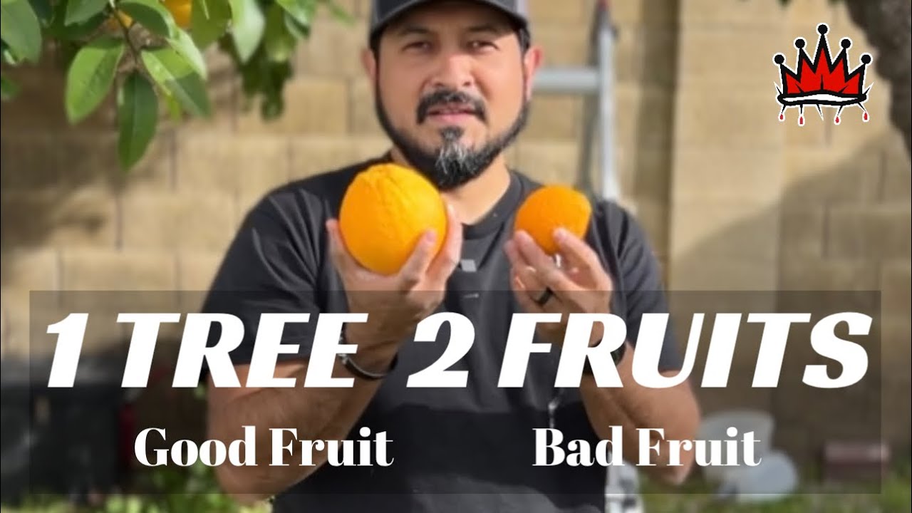 Every Branch Must Produce Good Fruit #AbideInChrist | OneWayGospel ...