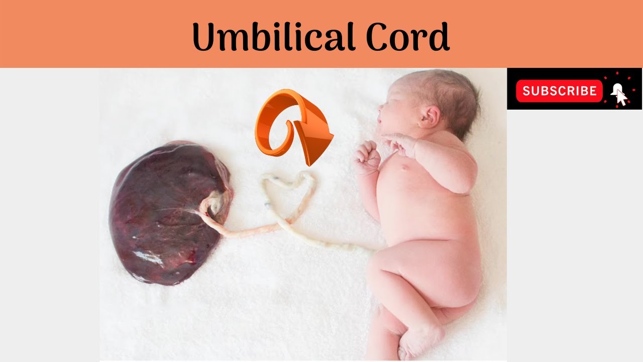 Umbilical Cord | Measurements | Characteristics | Formation | Contents ...