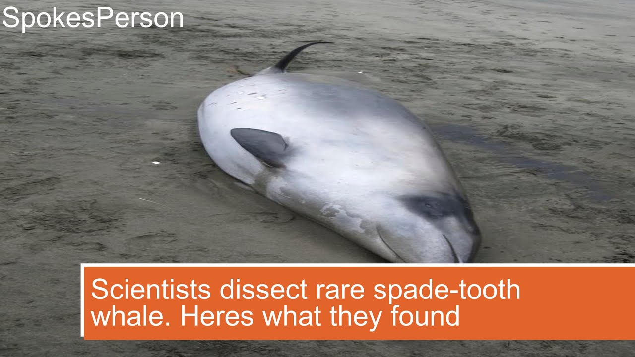 Scientists dissect rare spade tooth whale Heres what they found - YouTube